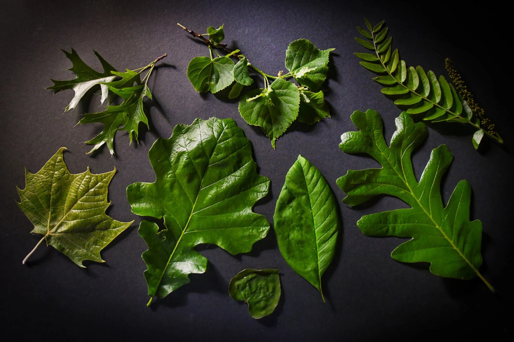 Why cities in Kansas and Missouri are planting more varieties of trees ...